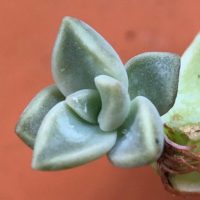 Plant Care Tips – Grow Earthy