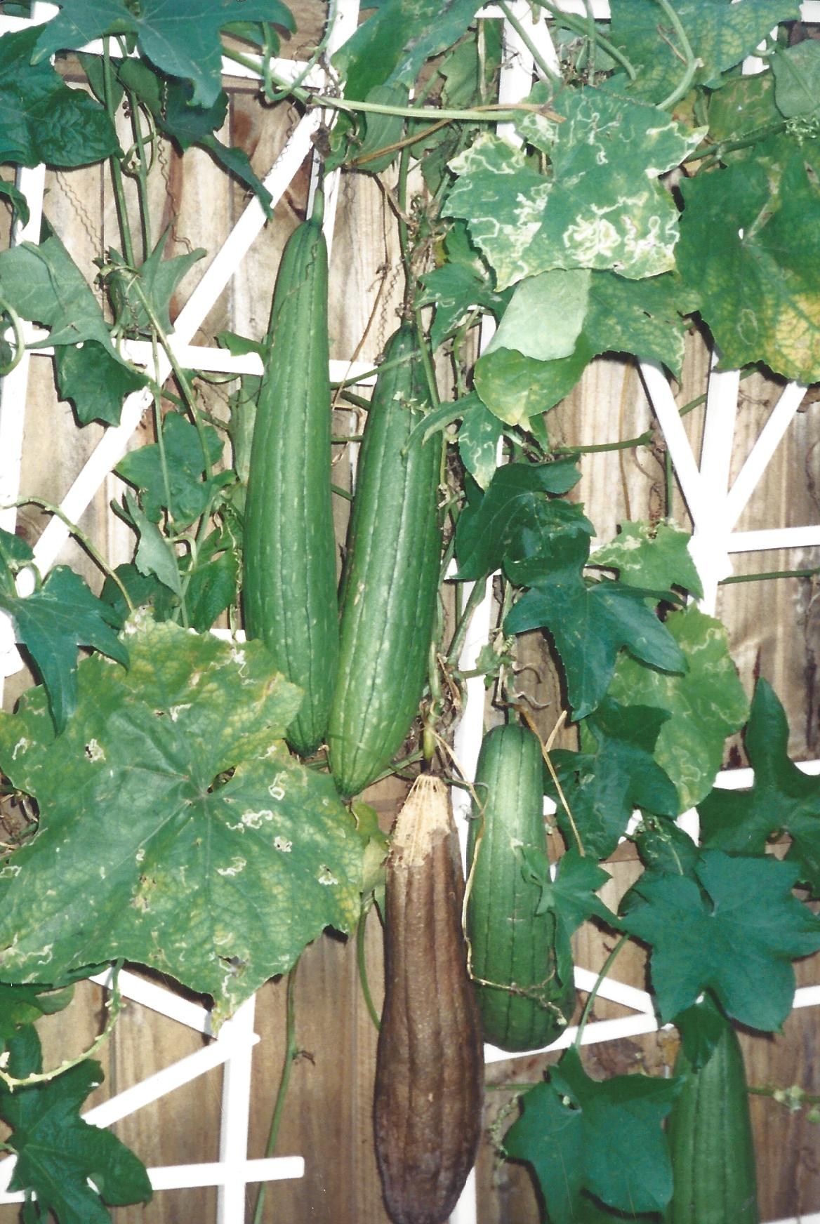 Jack and the Beanstalk? Loofah Grows Like Magic in Jax Beach. – Grow Earthy