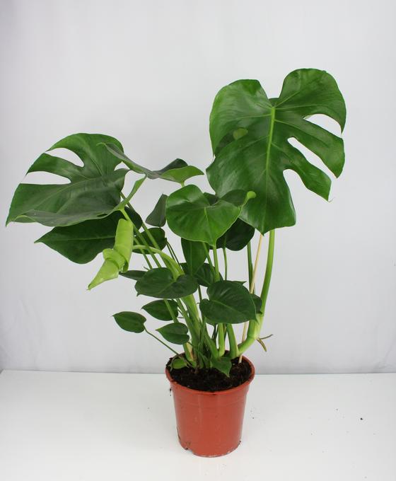 Monstera Mystery Solved: Two Plants Are Named “Swiss Cheese” for Their ...